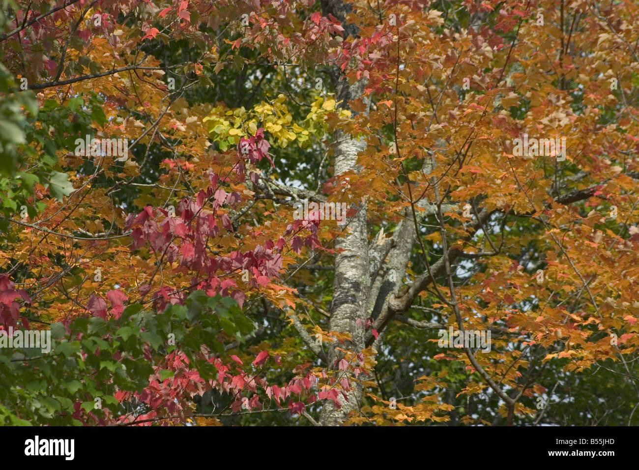 Fall colors in minnesota hi-res stock photography and images - Alamy