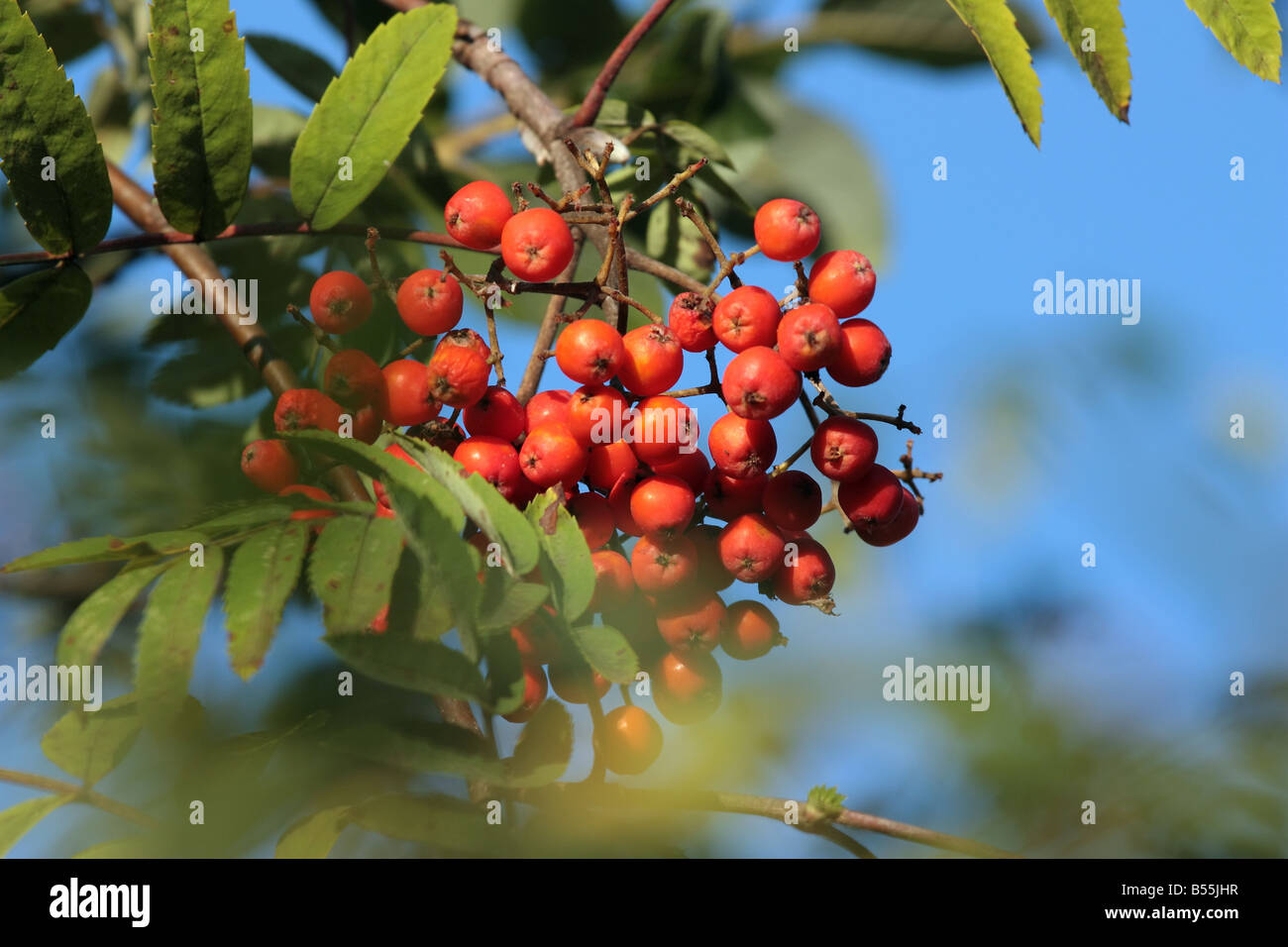 A lot of rowan berries against the sky Stock Photo - Alamy