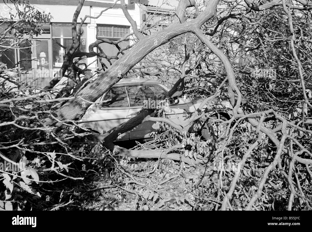 Under fallen tree Black and White Stock Photos & Images - Alamy