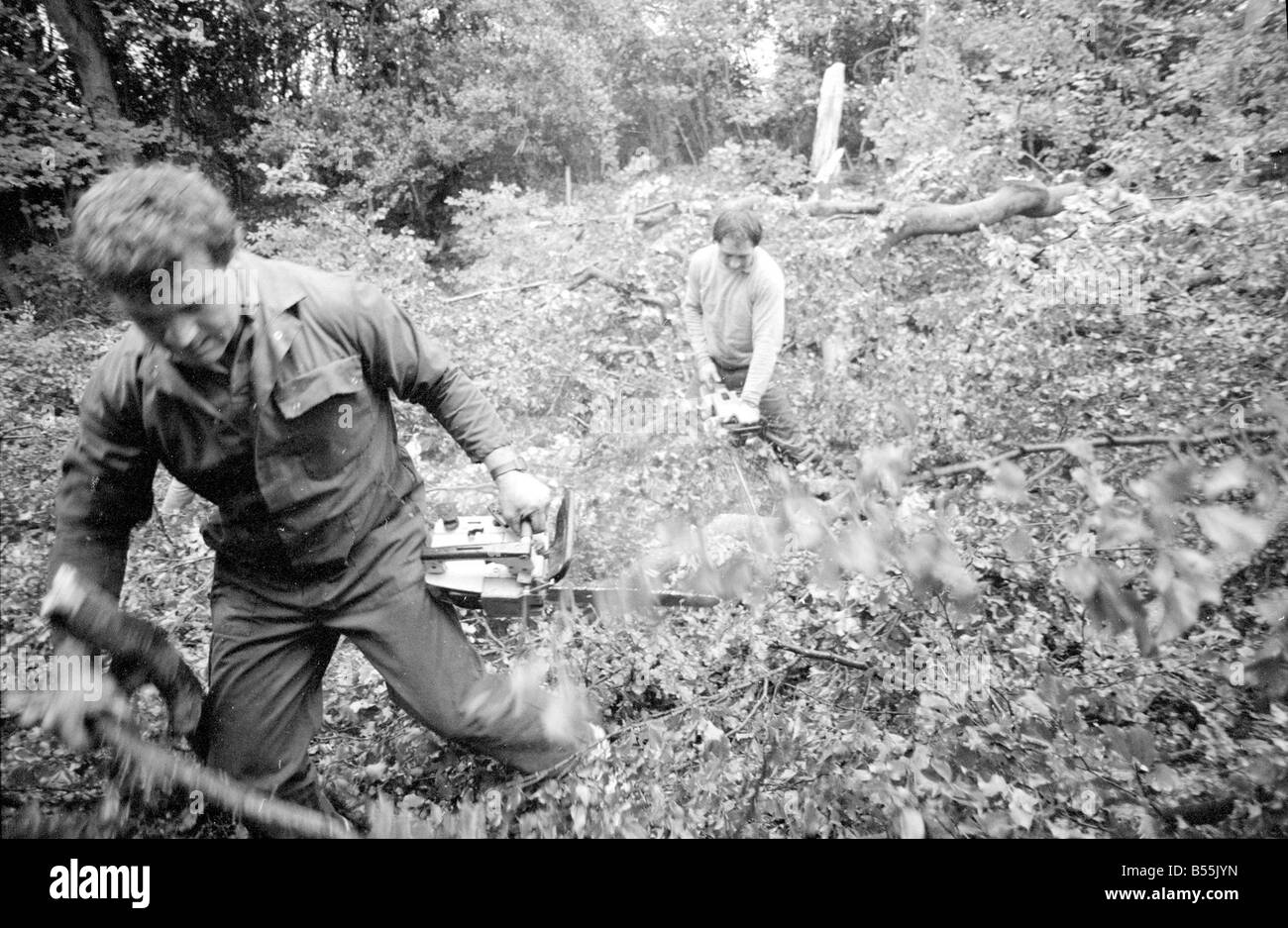 Cutting trees Black and White Stock Photos & Images - Alamy
