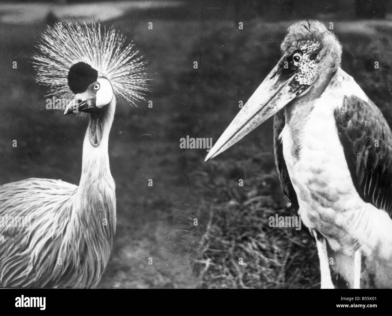1950s crane hi-res stock photography and images - Alamy