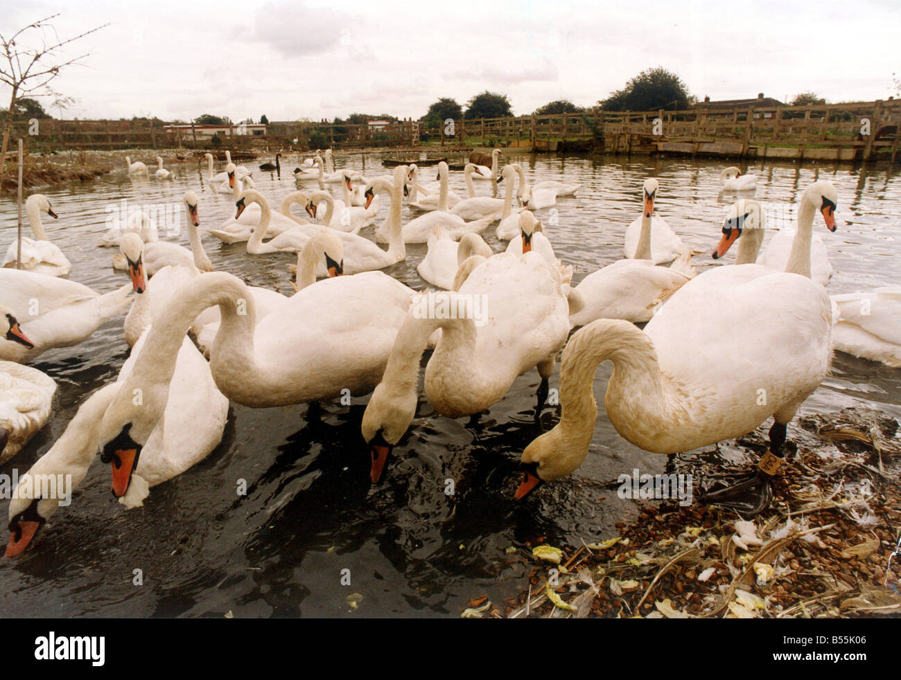 Swans gather for feeding at the Swan Sanctuary at Egham October 1992 ...