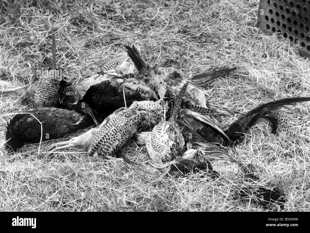 Frozen pheasants used for the filming of 'The Human Factor' starring ...