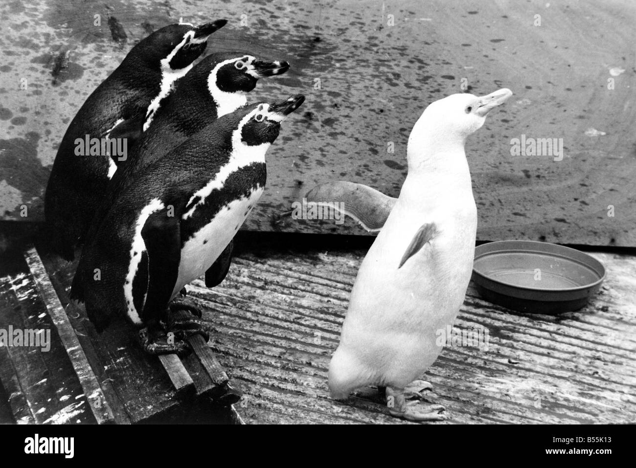 Snowball the albino penguin with his mates. 27th May 1971 P044316 71 ...