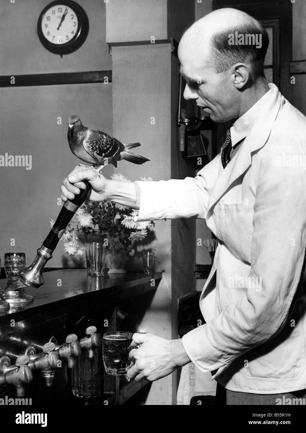 Podgy The Pigeon Supervising The Drawing Of The Beer In The, 48% OFF