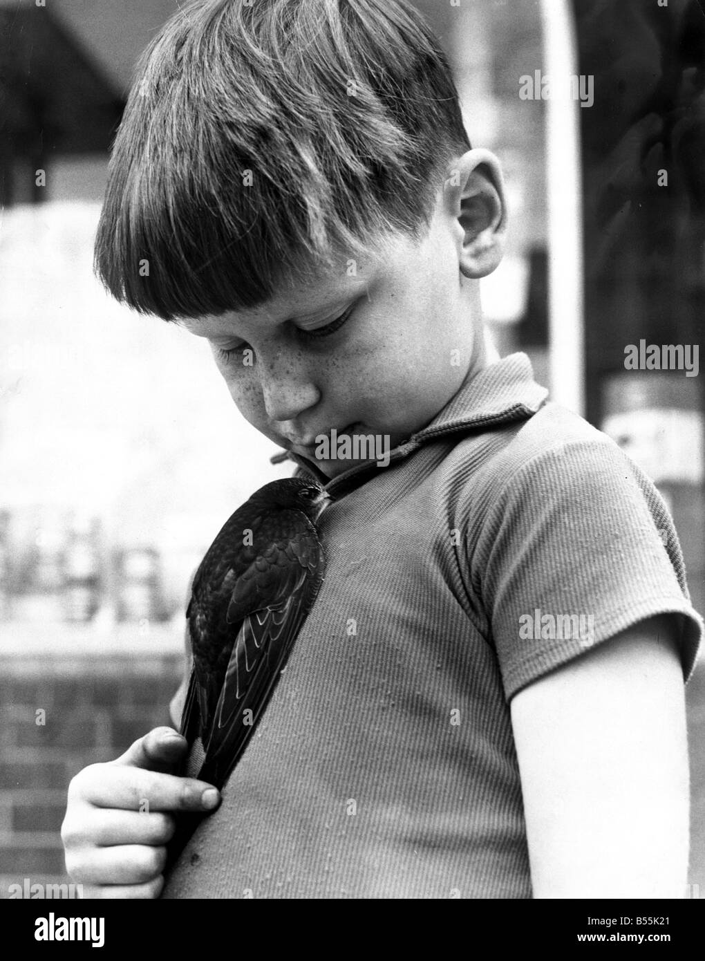Paul Bartholomew and his pet swift which he rescued. 11th August 1967 ...
