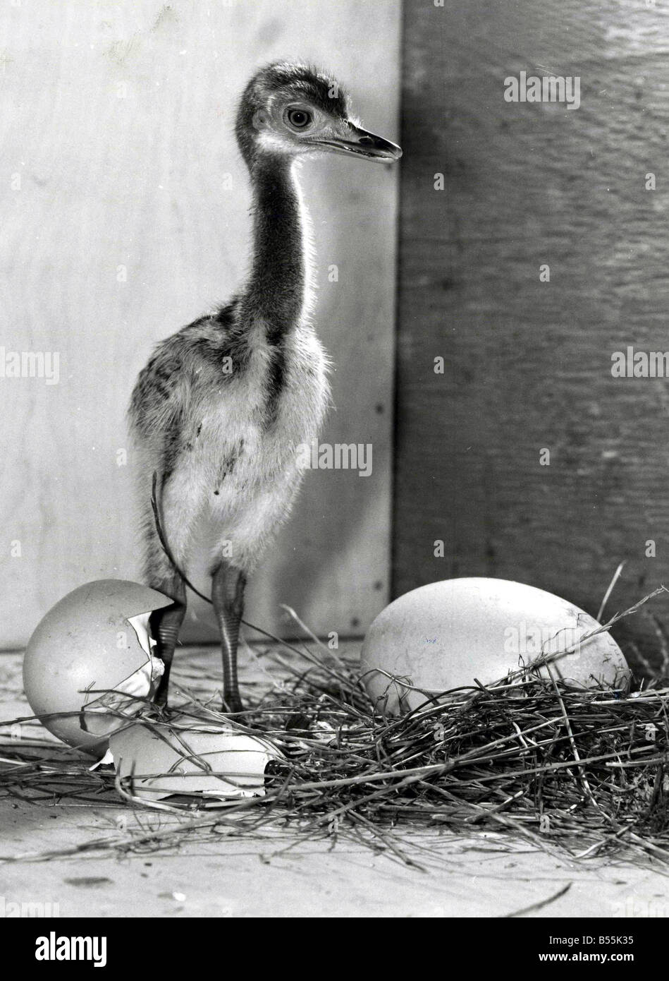 Rhea chick a rare type of Ostrich at Birdworld Surrey 21st August 1982 ...