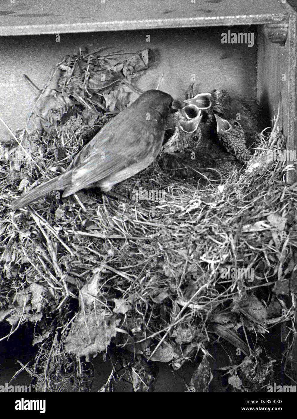Robin feeding her chicks 14th May 1952 DM C2434 2 P044367 Stock Photo ...
