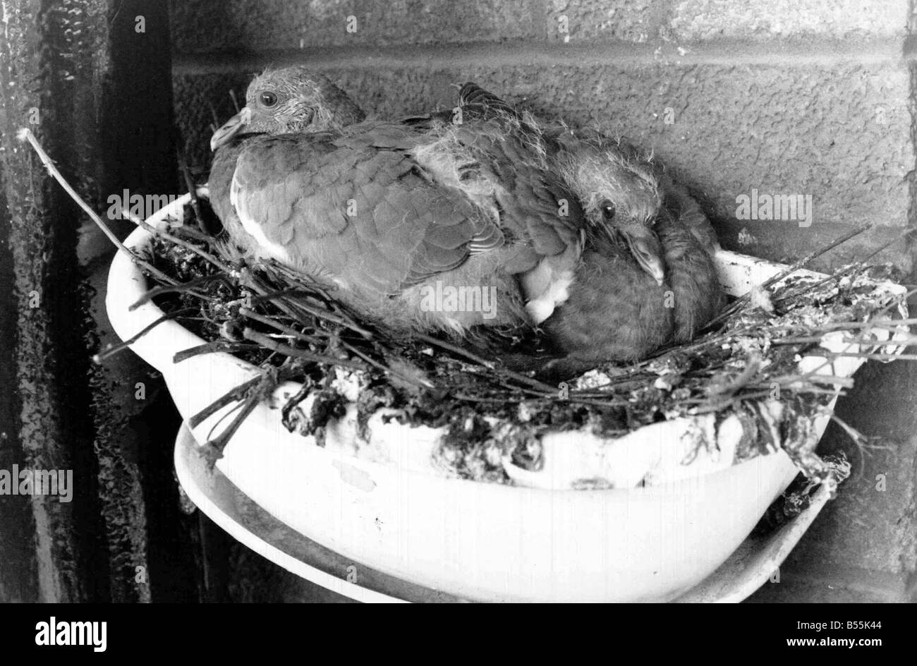 Nesting pigeons Black and White Stock Photos & Images - Alamy