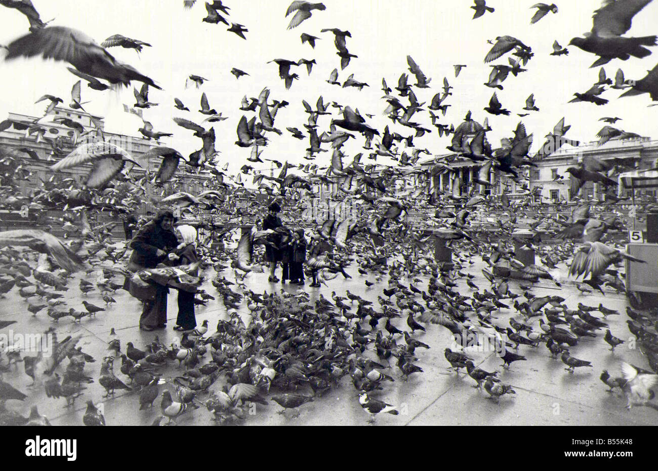 Pigeons rule OK Pigeons take off in Trafalger Square 10th November 1976 ...