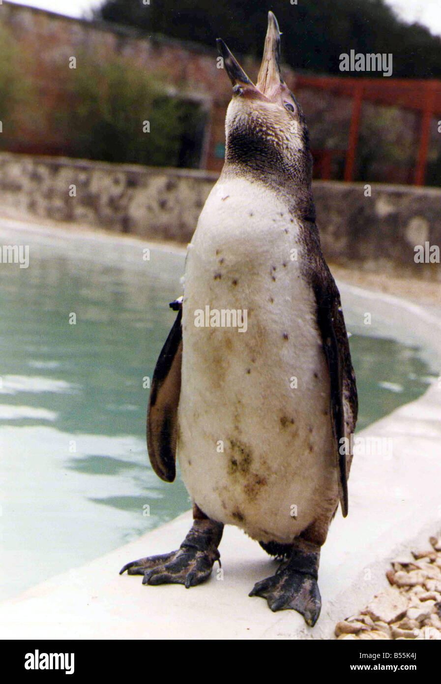 Percy the penguin at Cotswold Life Park 3rd April 1990 P044352 Stock ...