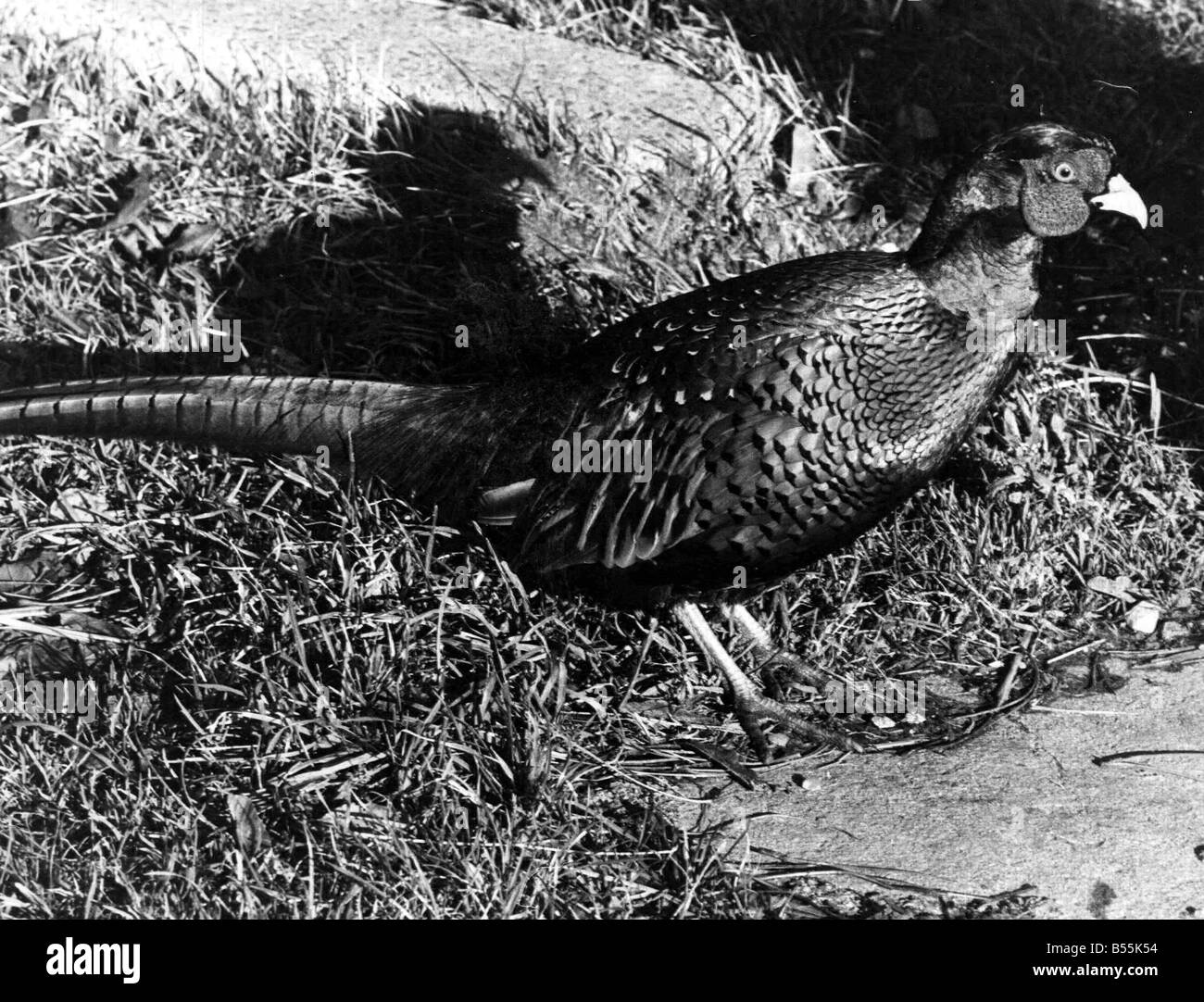 Freddie the Pheasant 20th November 1974 74 6898 P044343 Stock Photo - Alamy