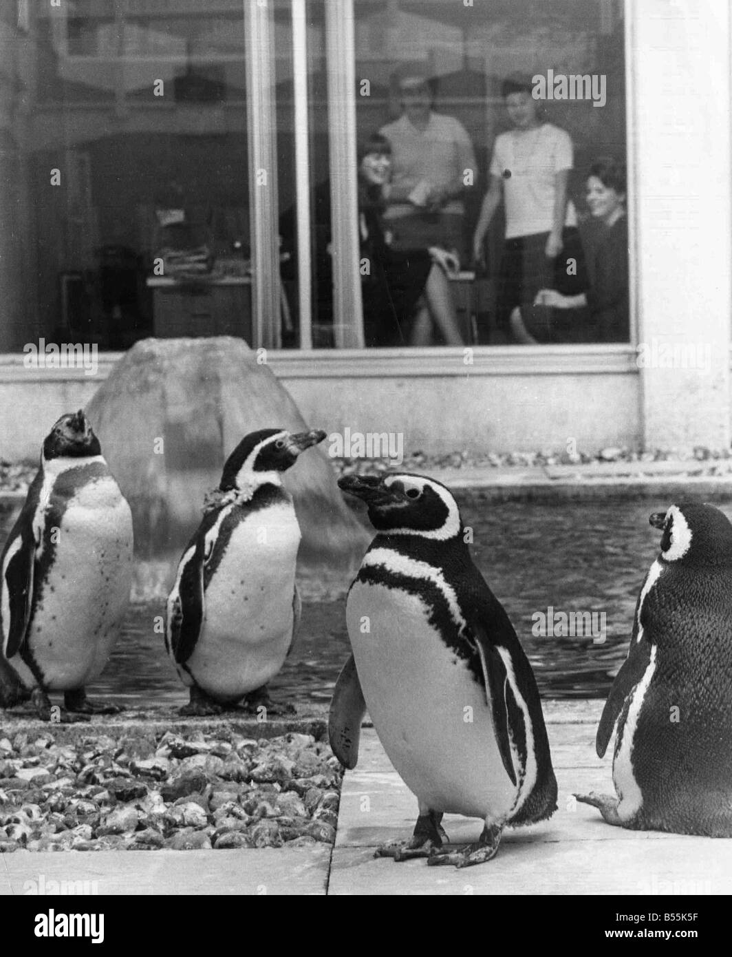1960s penguins hi-res stock photography and images - Alamy