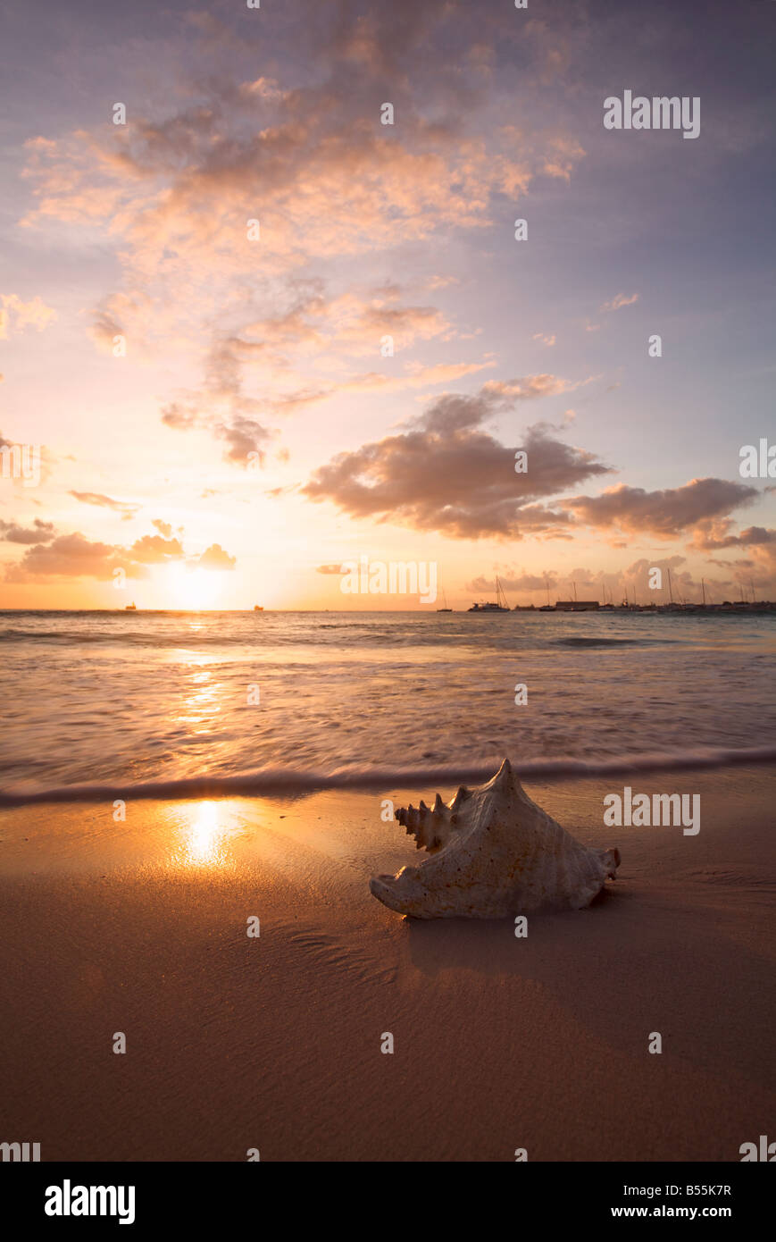 "Conch shell" on a sunset beach, West Coast of Barbados, "West Indies ...