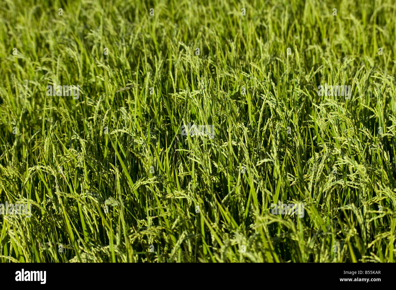 California rice field hi-res stock photography and images - Alamy