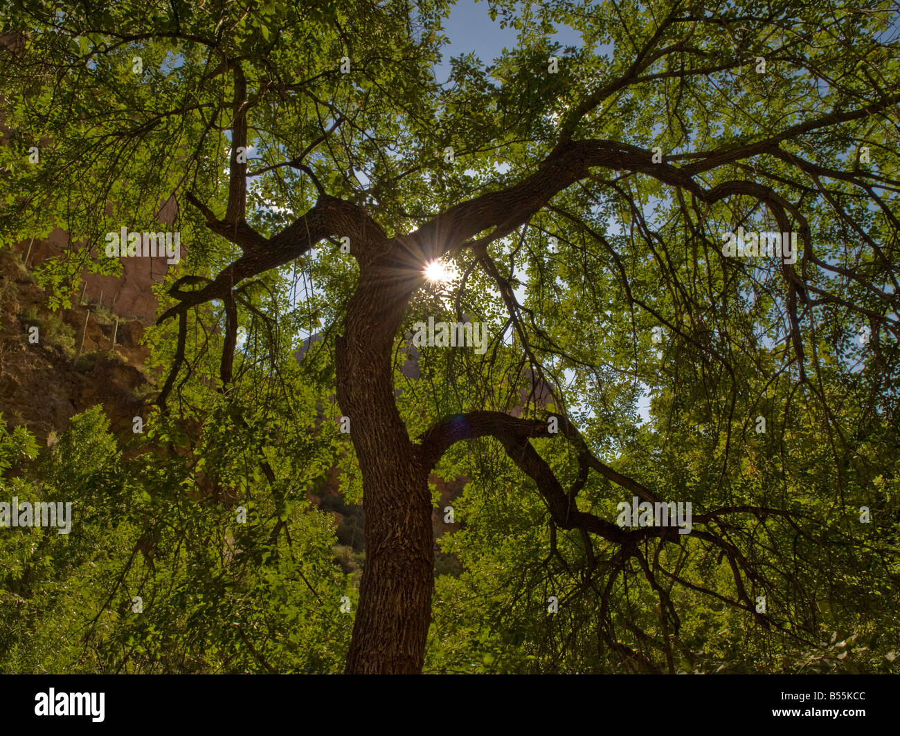 Walnut tree hi-res stock photography and images - Alamy