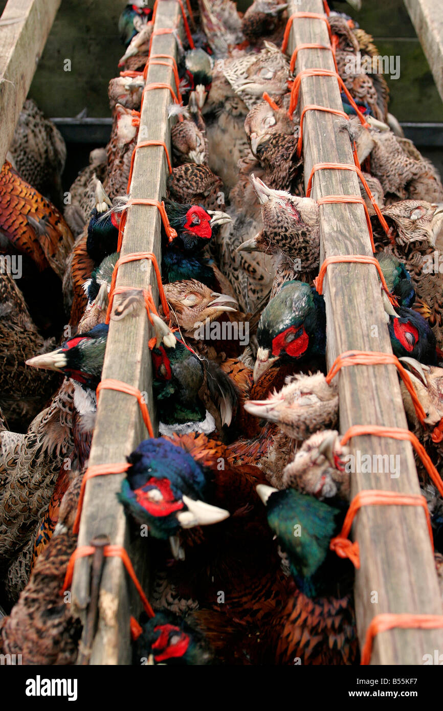 Shot pheasants on racks Stock Photo - Alamy