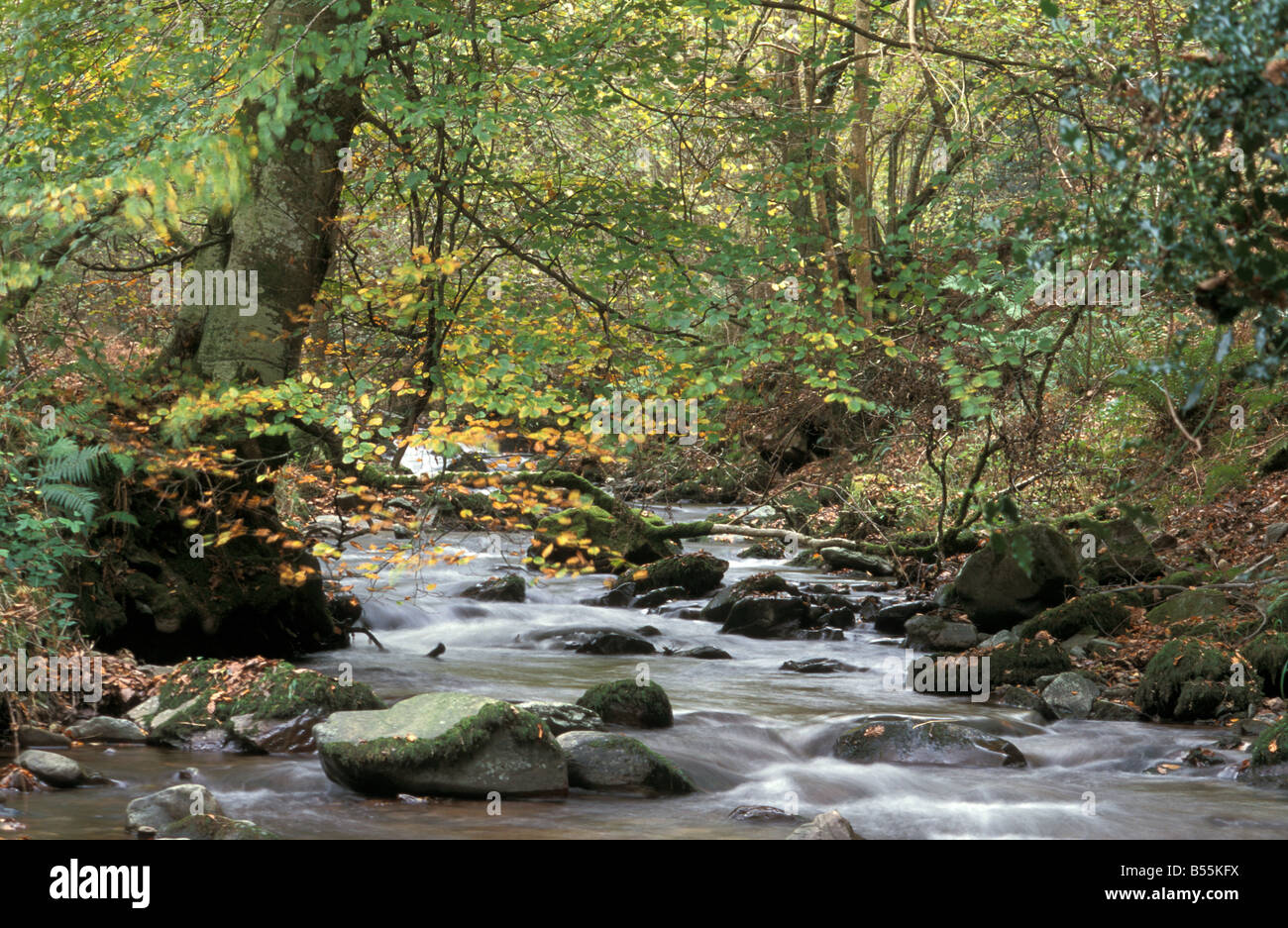 Horner Woods and horner water river Exmoor national park england Stock ...