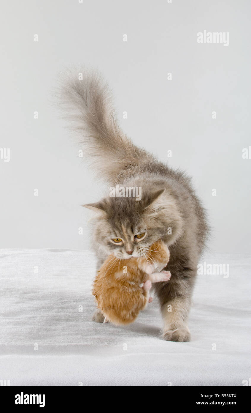cat carrying kitten (11 days Stock Photo - Alamy