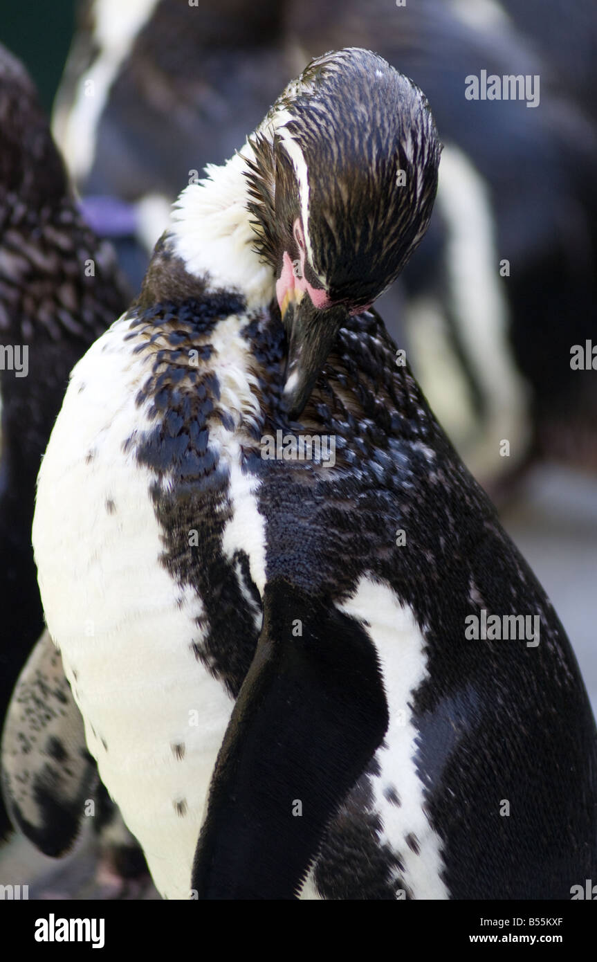 Clean penguin hi-res stock photography and images - Alamy