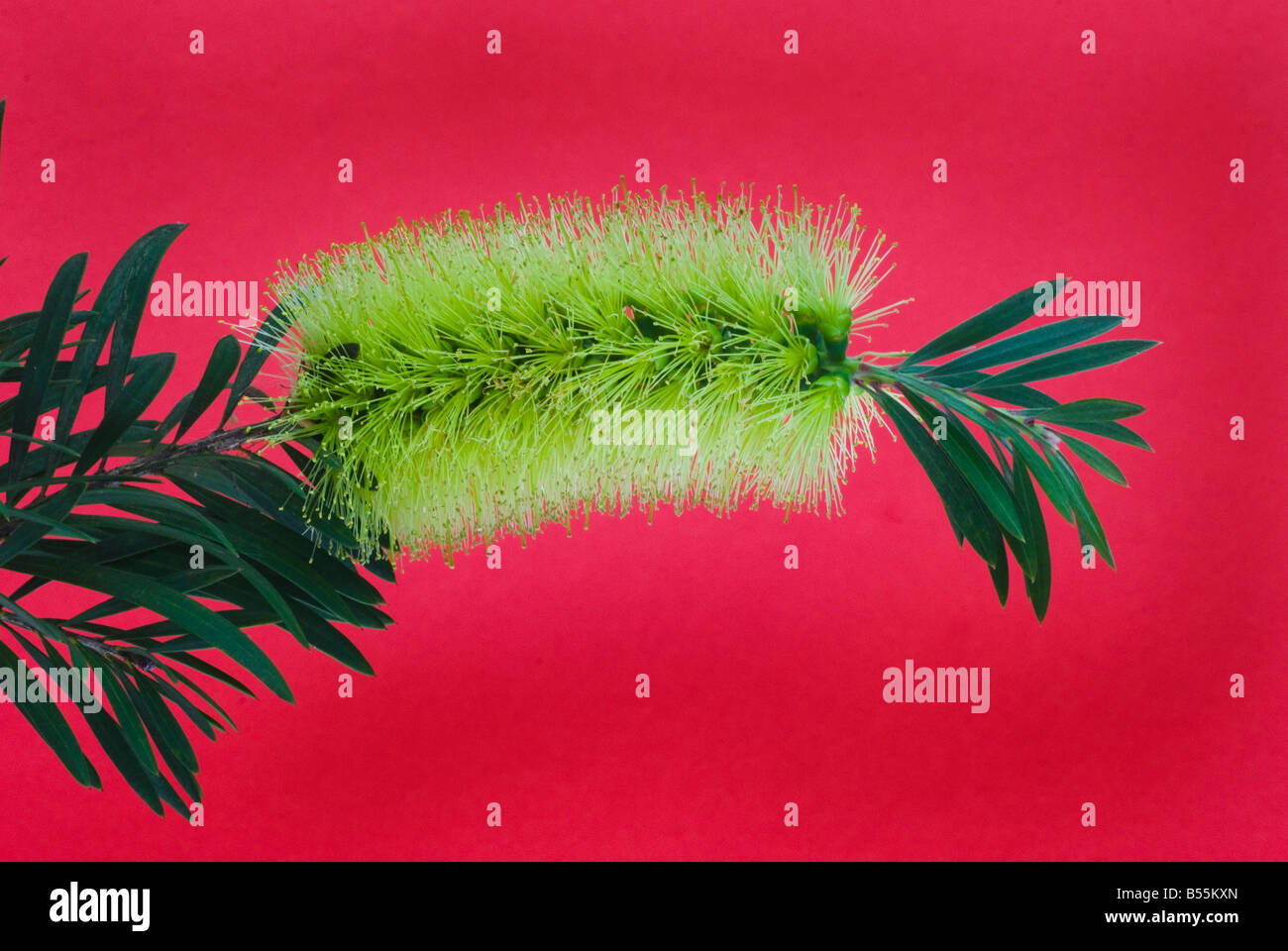 Callistemon pachyphyllus green bottlebrush hi-res stock photography and ...