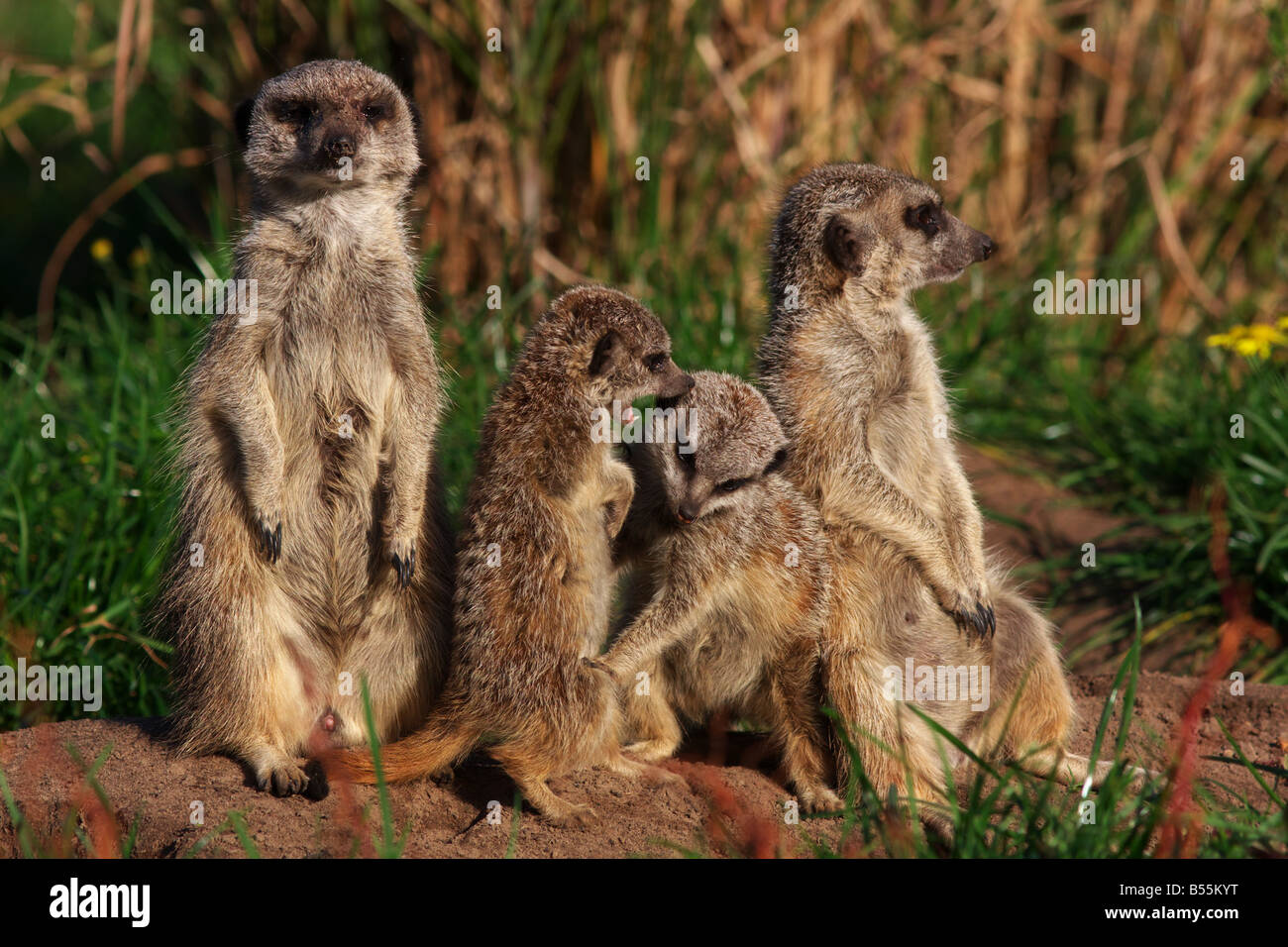 Family Meerkat with two naughty kids Stock Photo - Alamy