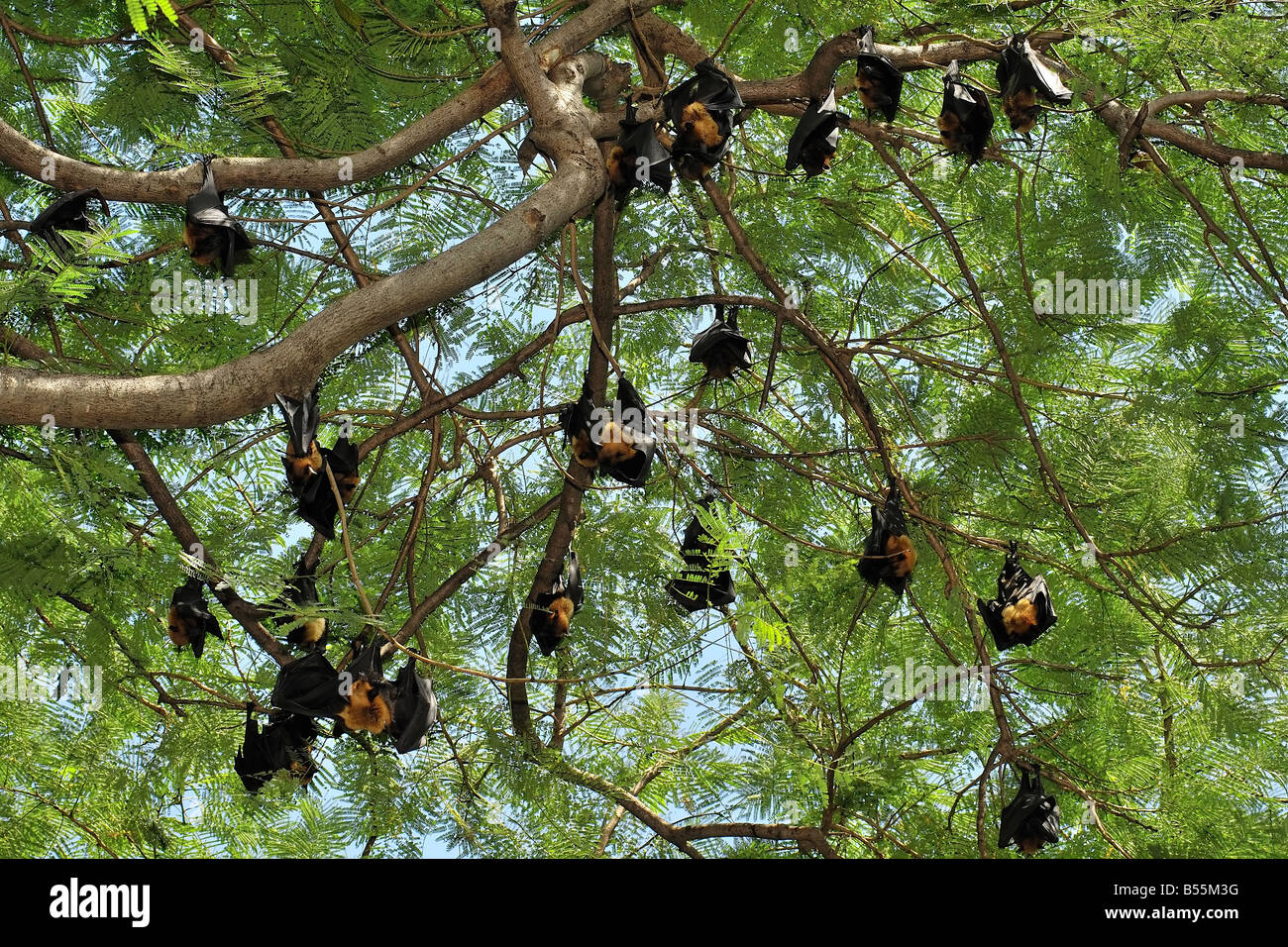 Group of Fruit Bats or Flying Foxes hanging in the trees Stock Photo ...