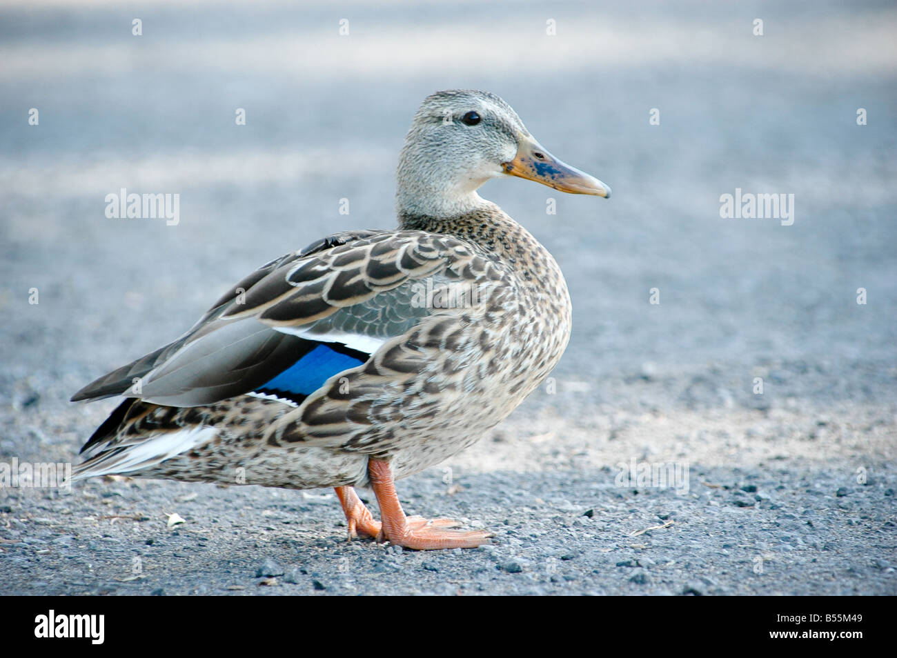 A young female duck sporting her blue stripe Stock Photo - Alamy