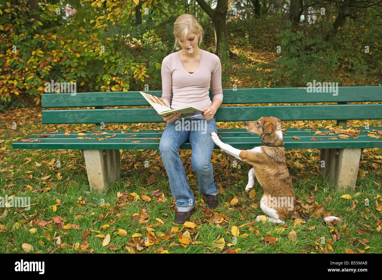 Dog behaviour: A dog begs the attention of its reading owner Stock ...