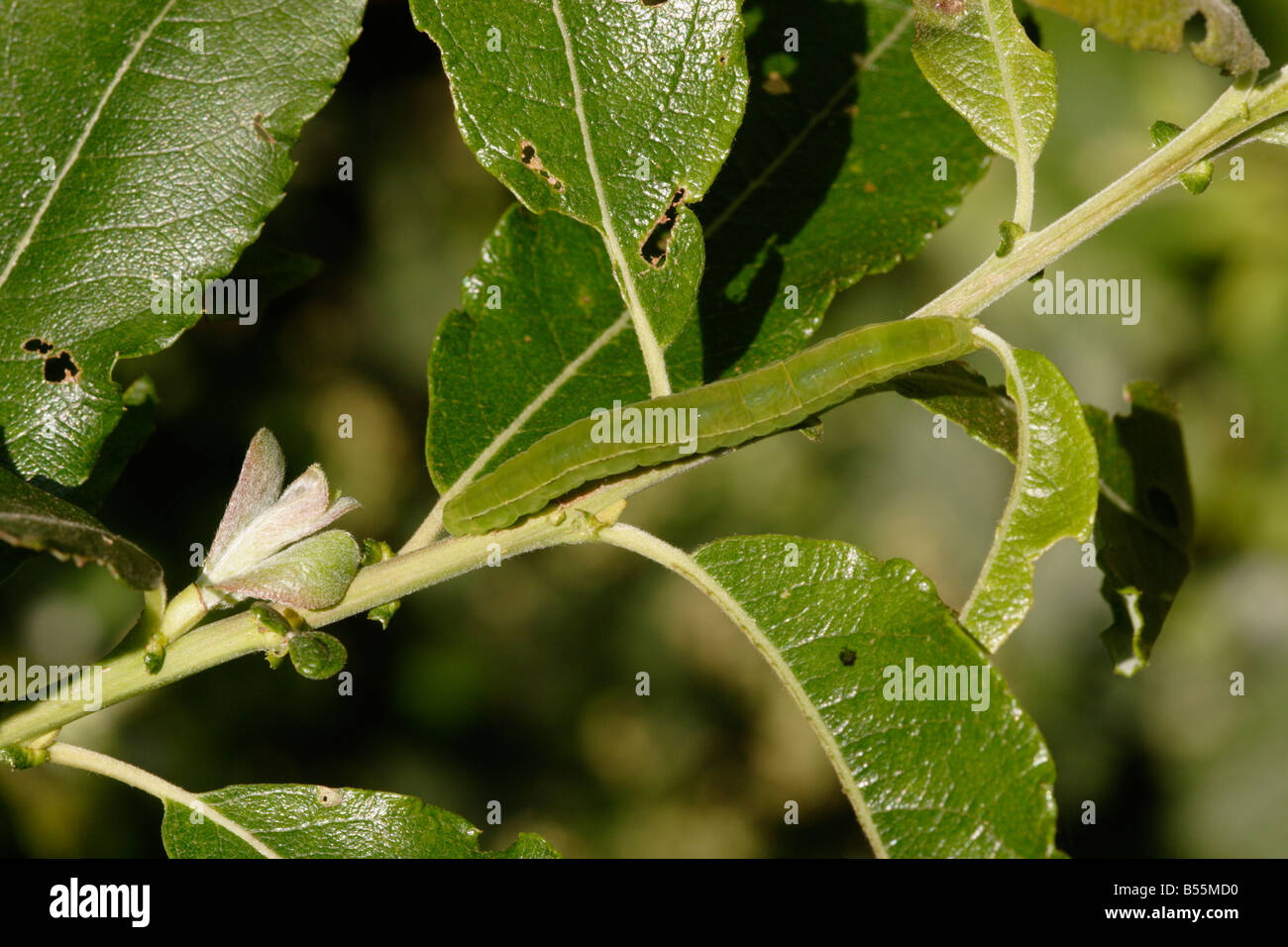 Herald moth caterpillar Scoliopteryx libatrix Noctuidae on sallow UK ...
