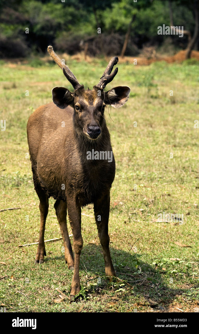 A wild sambar deer, who very kindly posed for me Stock Photo - Alamy