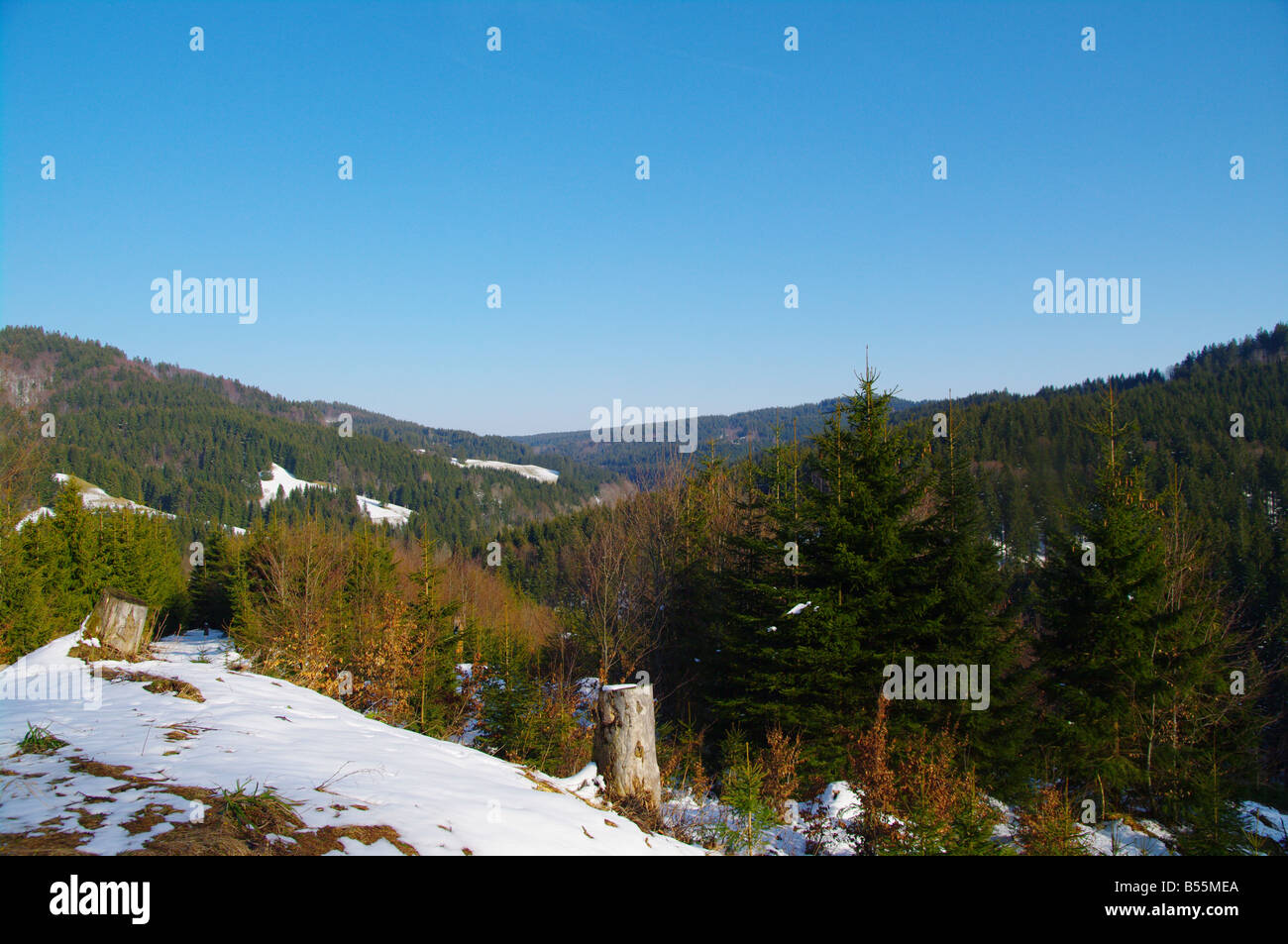 Dark cold forest hi-res stock photography and images - Alamy