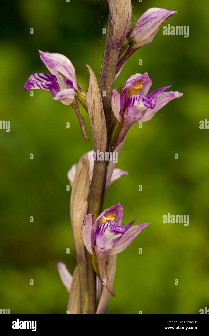 Saprophytic plant hi-res stock photography and images - Alamy