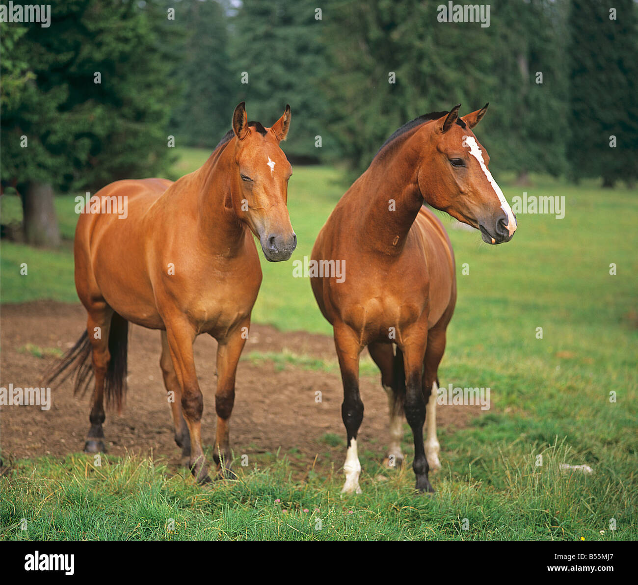 two Freiberger - standing on meadow Stock Photo - Alamy
