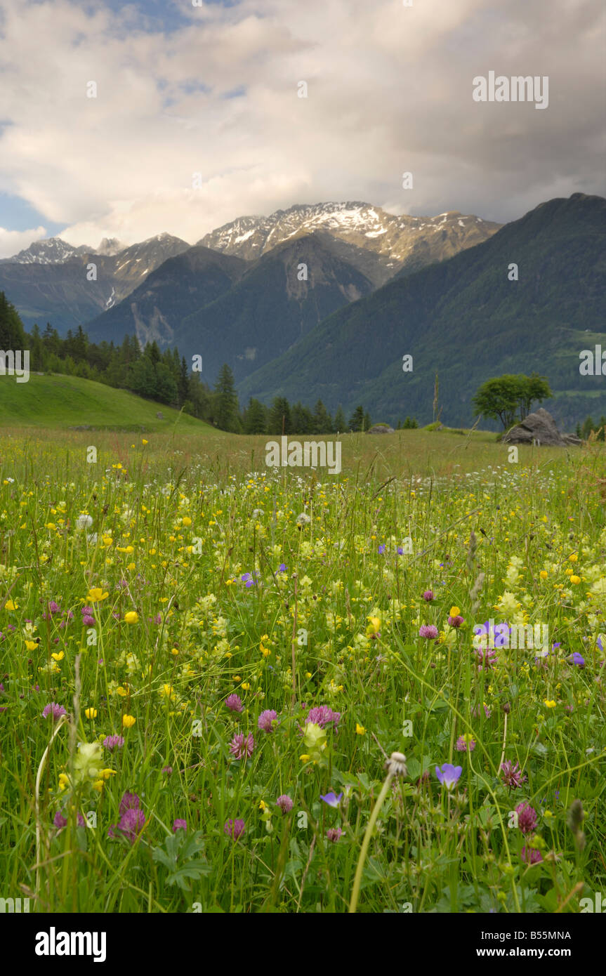 Alpine meadow, near Kofels, Umhausen, Otztal valley, Tyrol, Austria ...