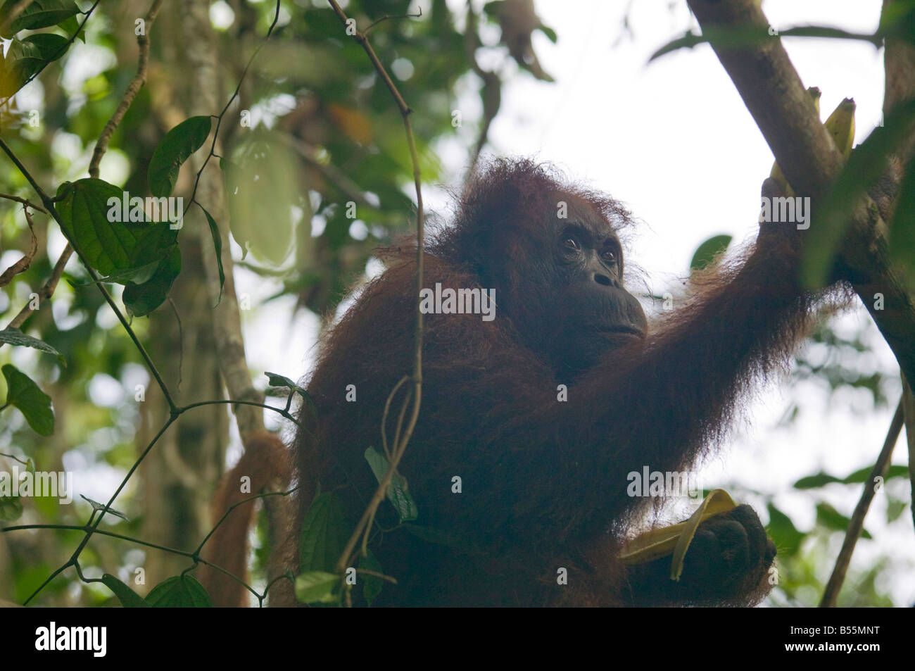 Deforestation animal sad hi-res stock photography and images - Alamy