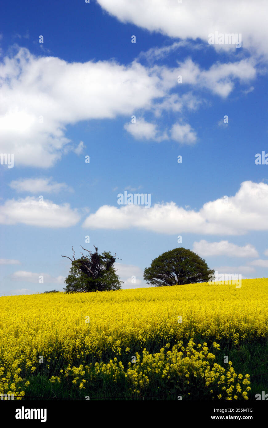 Rapeseed Oil field Stock Photo - Alamy