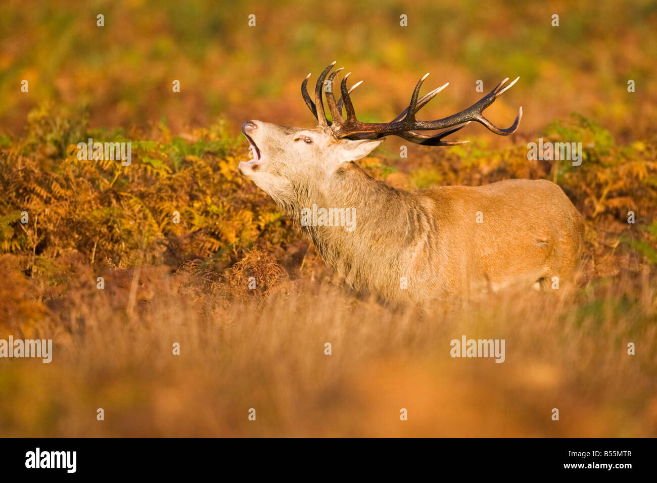 Roaring deer in hi-res stock photography and images - Alamy