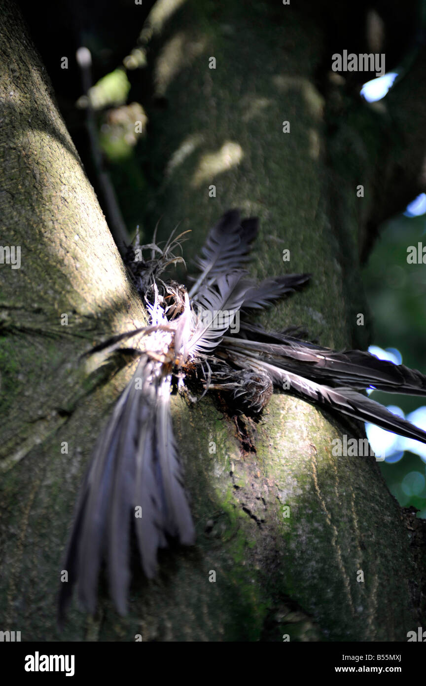 Decomposing Animal Stock Photos & Decomposing Animal Stock Images - Alamy