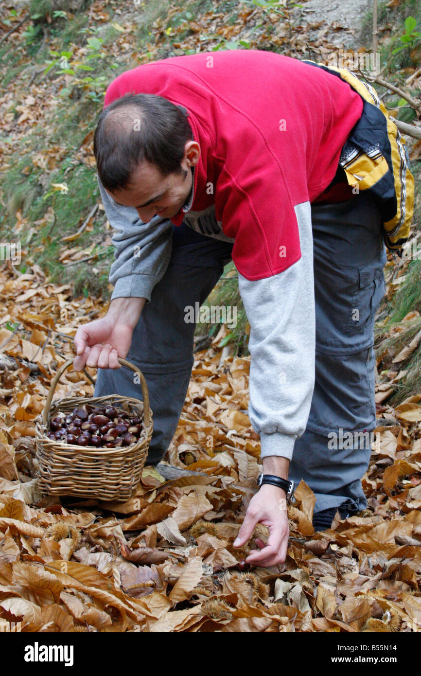 Gatherer of chestnut. In the autumn young man pick / pluck chestnut in ...