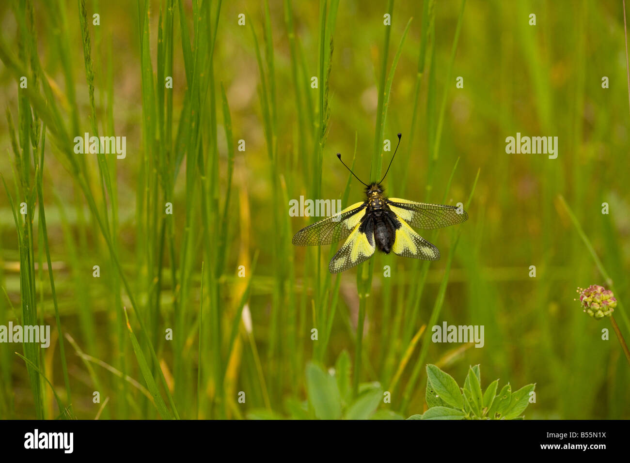 Libelloides High Resolution Stock Photography and Images - Alamy