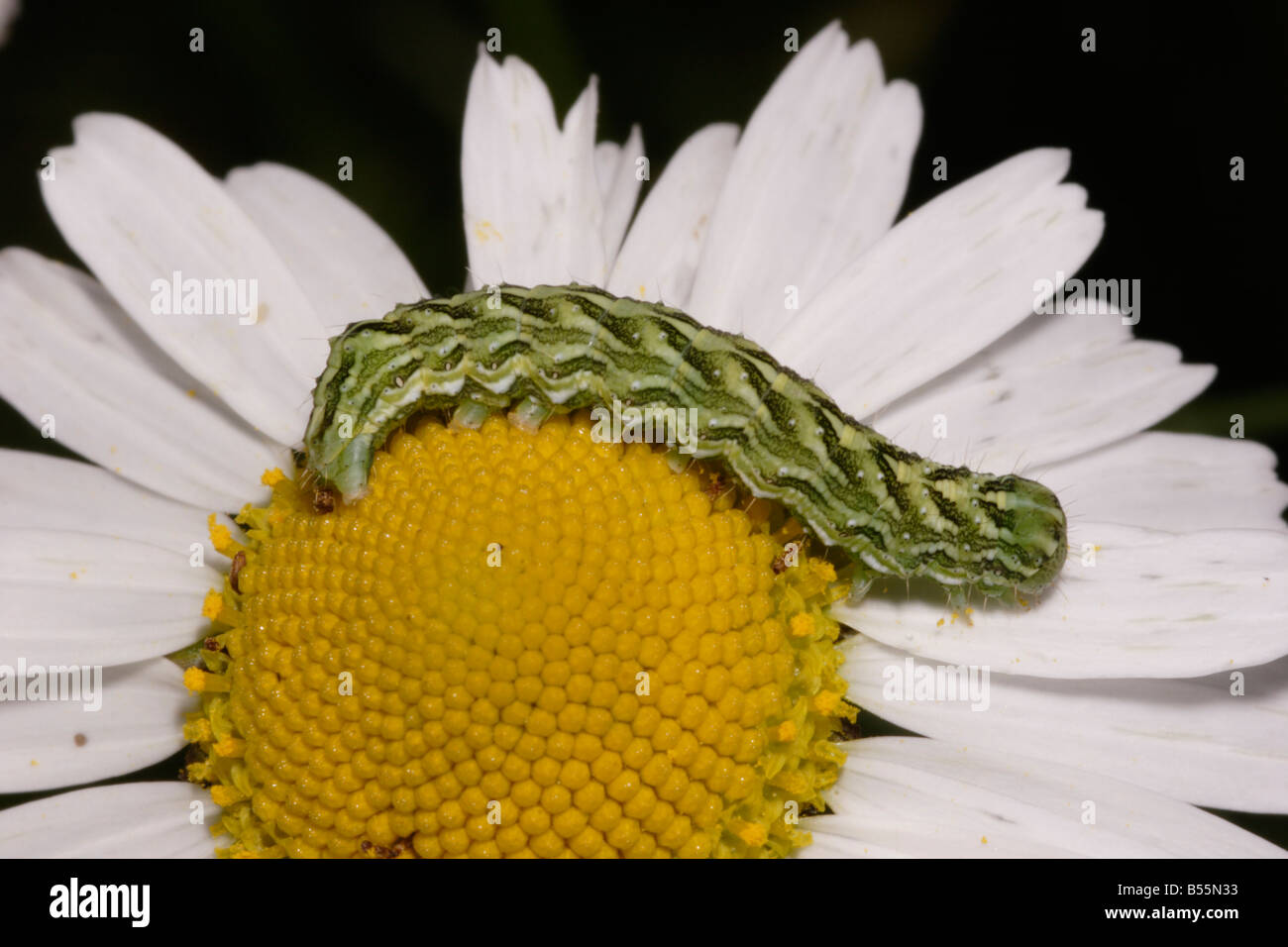 Chamomile shark moth caterpillar Cucullia chamomillae Noctuidae on sea ...