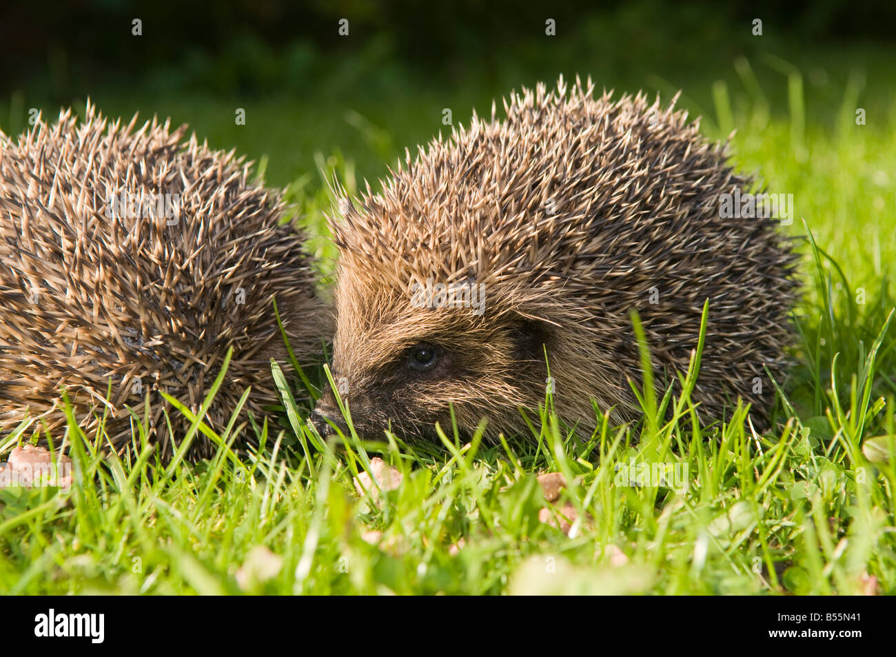 English hedgehog hi-res stock photography and images - Alamy