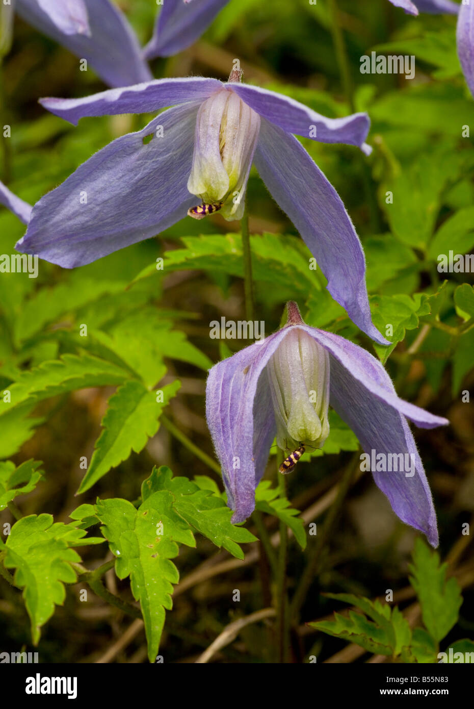 Alpine clematis Clematis alpina in flower montane woodland Slovenia ...