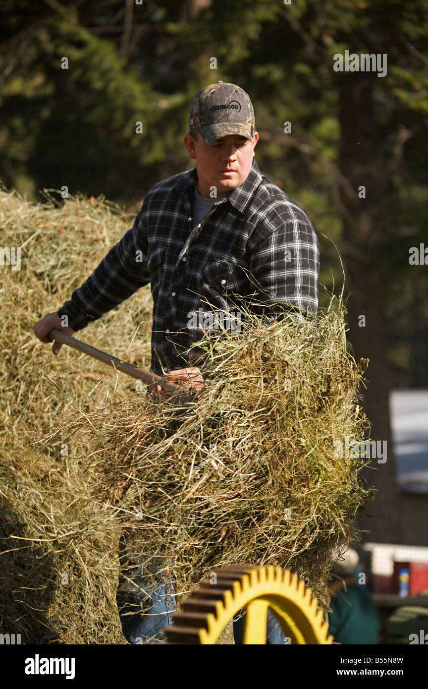 Hay bailing demonstration with a belt driven hay press during steam ...