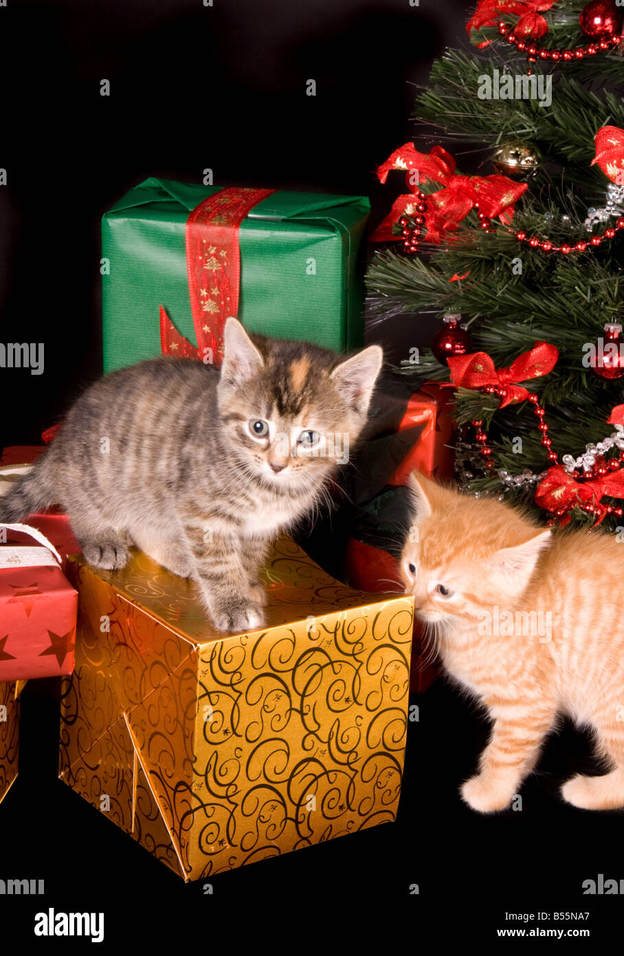 Christmas kitten under tree hi-res stock photography and images - Alamy