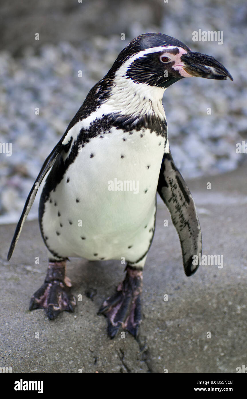 Single penguin at the zoo Stock Photo - Alamy