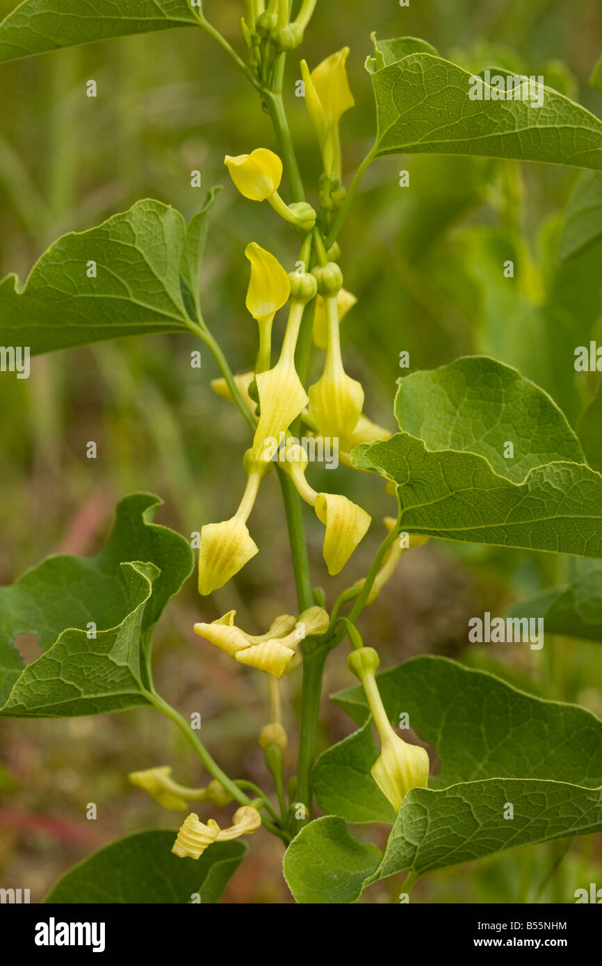 Birthwort Aristolochia clematitis in flower Widely used as a medicinal ...