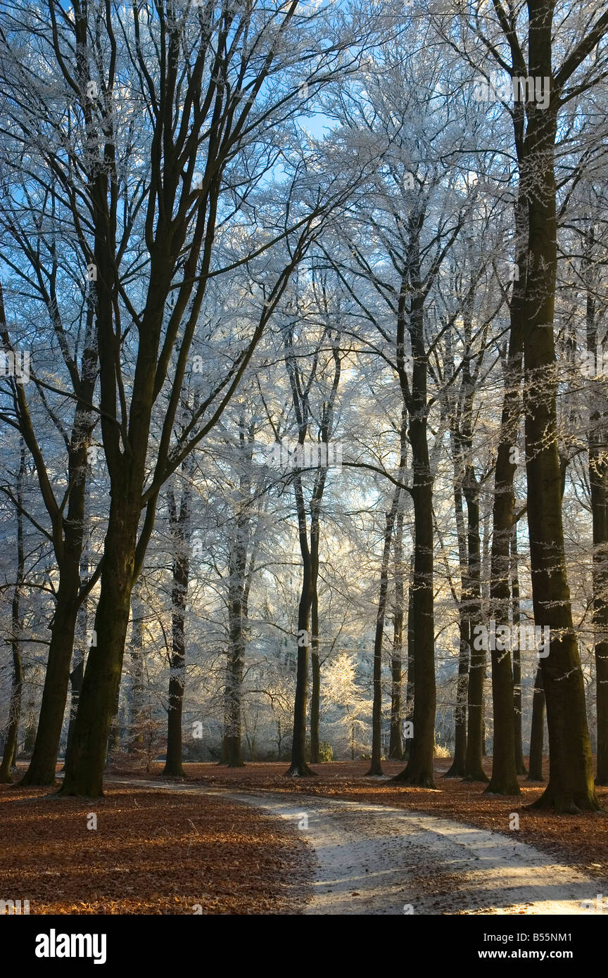Beautiful winter scenic with path and frozen trees Stock Photo - Alamy