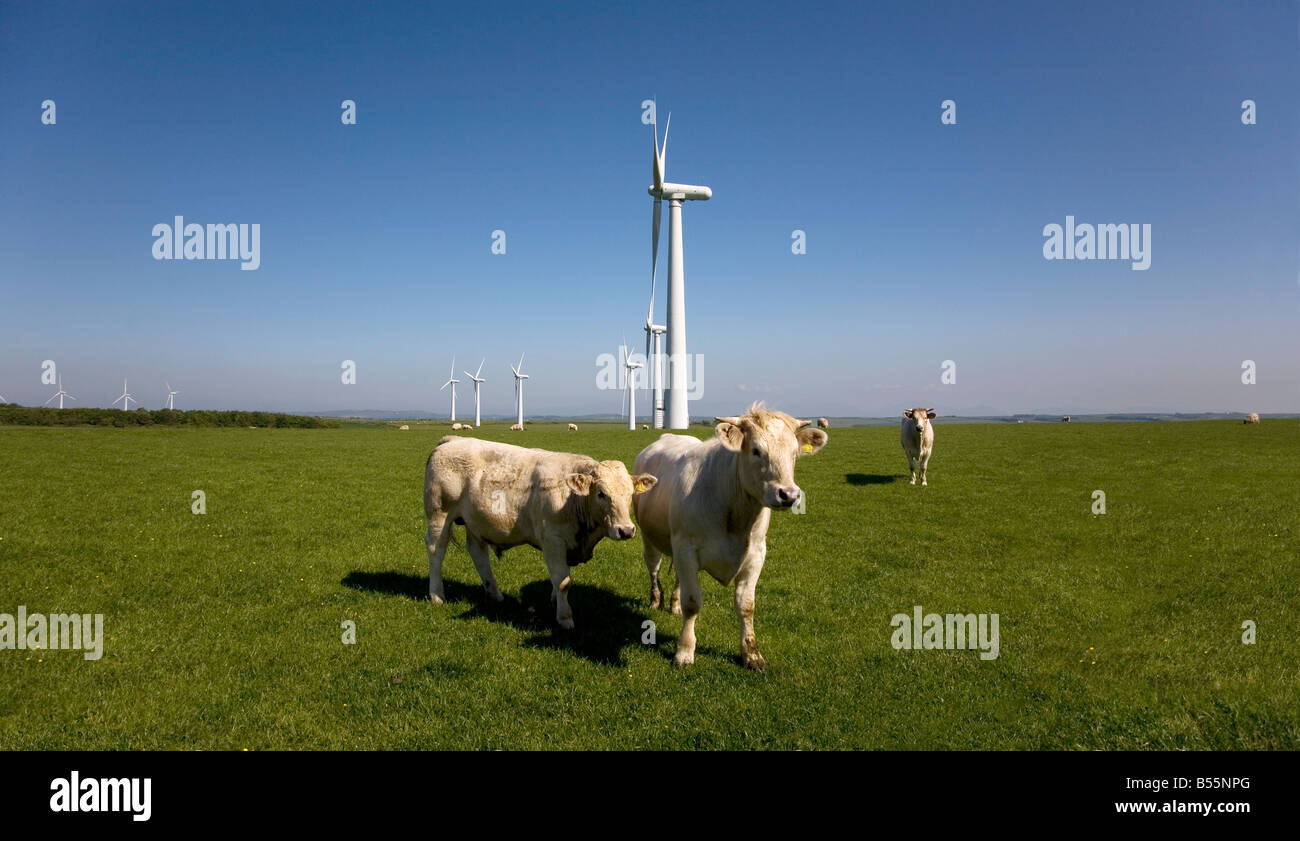 Anglesey cattle farming hi-res stock photography and images - Alamy